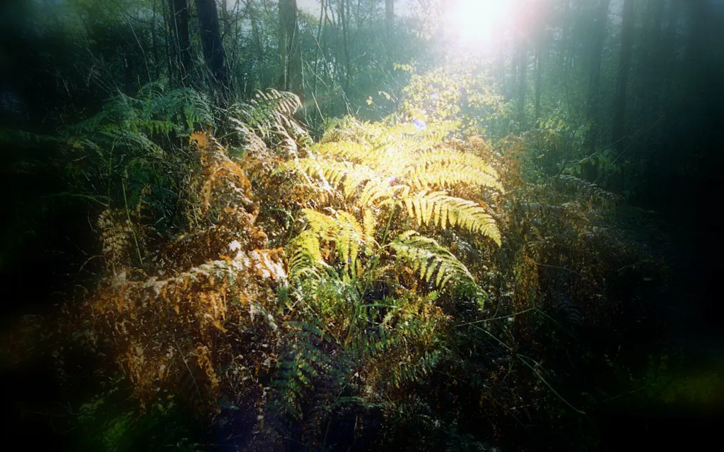 CineStill 800T - 120 Film - Analogue Wonderland