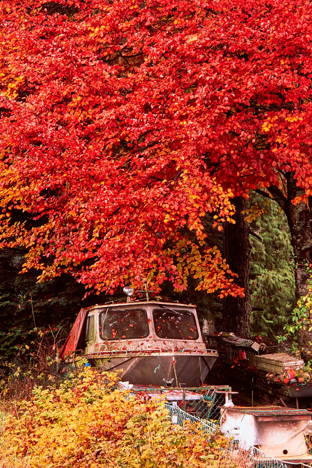 Fujifilm Velvia 50 - 35mm Film - Analogue Wonderland