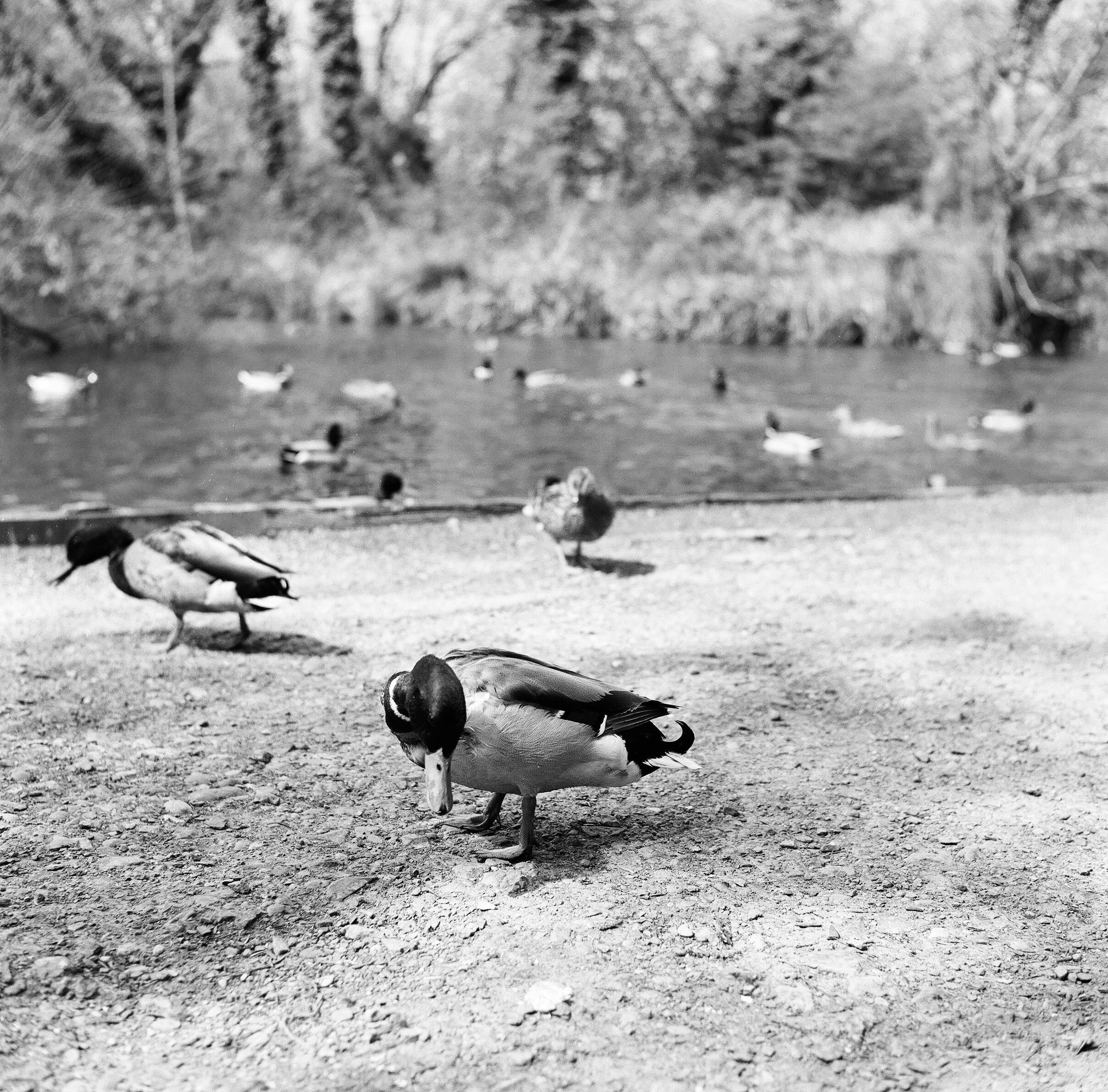 Ilford FP4 Plus - 120 Film - Analogue Wonderland