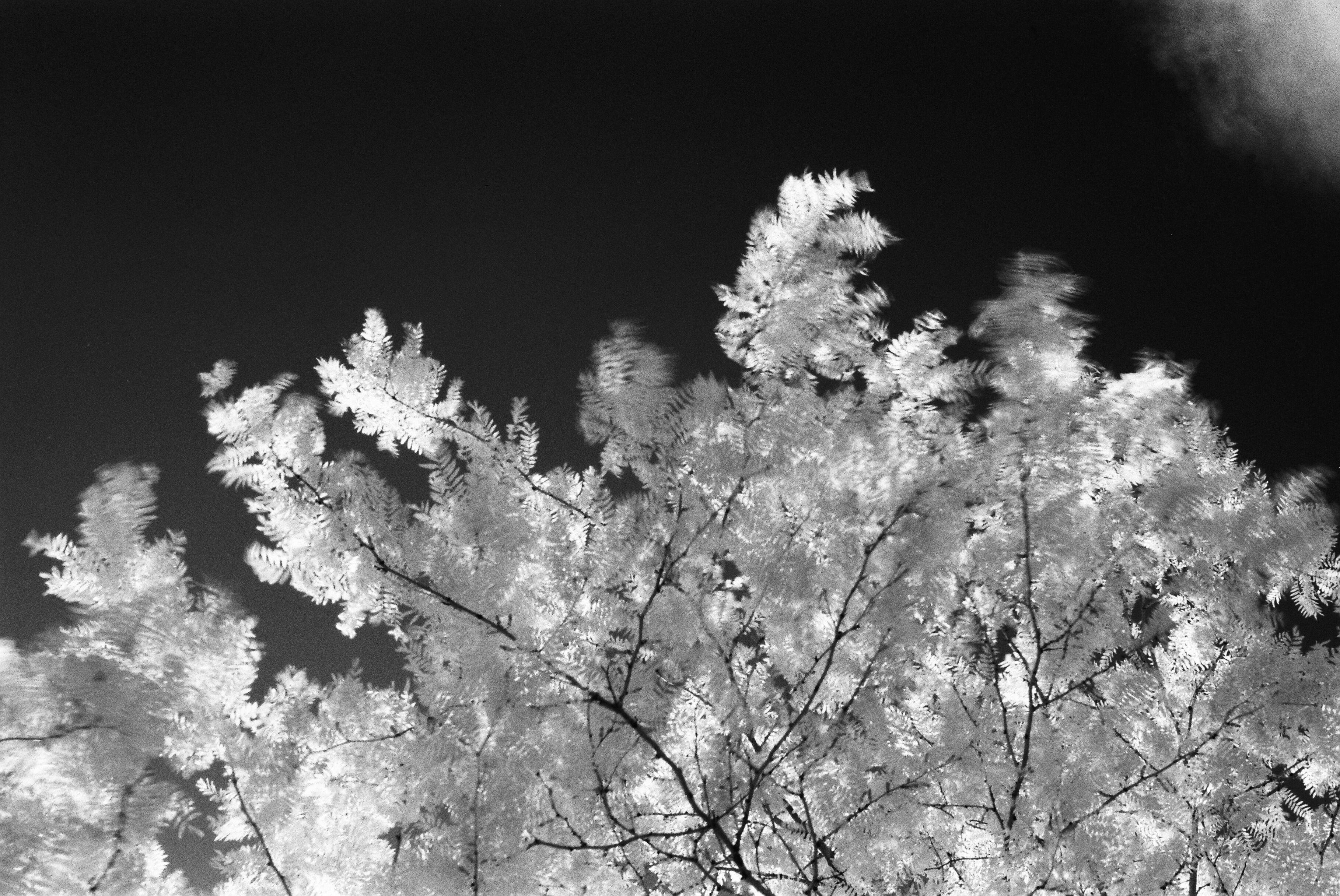 Rollei Infrared - 35mm Film - Analogue Wonderland