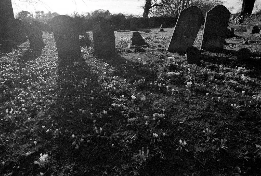 Bergger Pancro 400 - 35mm Film - Analogue Wonderland
