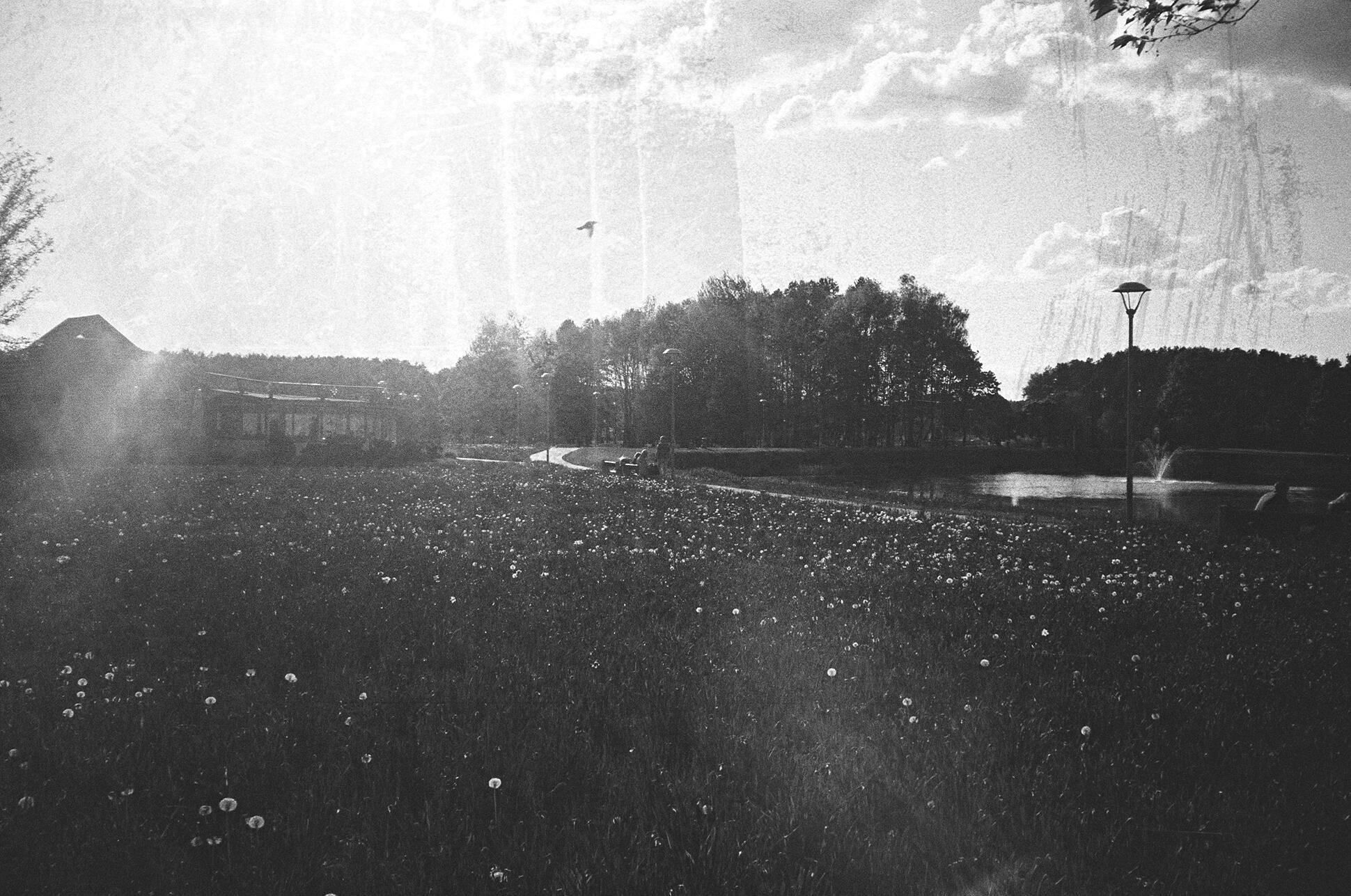 Rollei Infrared - 35mm Film - Analogue Wonderland