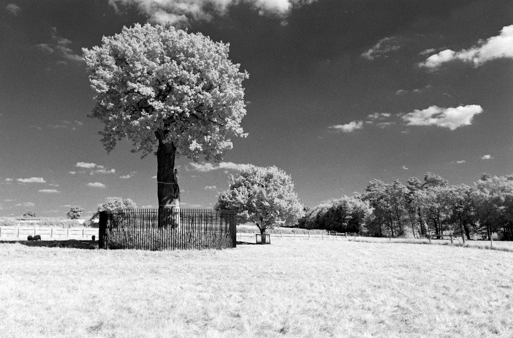 Rollei Infrared - 35mm Film - Analogue Wonderland