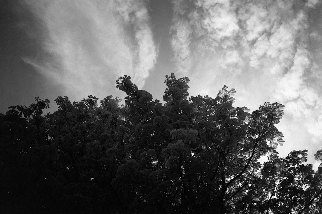 Rollei Infrared - 35mm Film - Analogue Wonderland