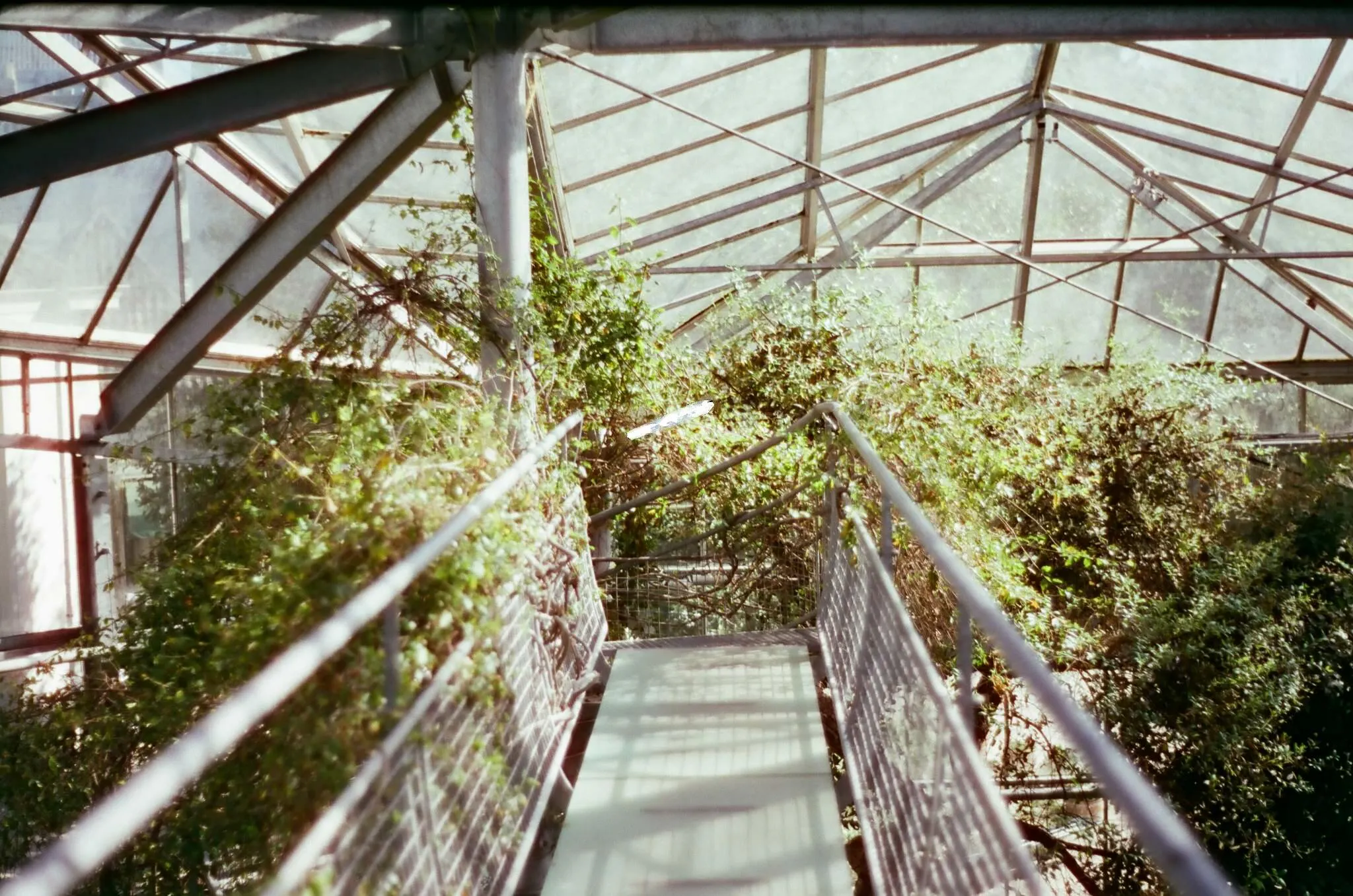 CineStill 50D - 35mm Film - Analogue Wonderland