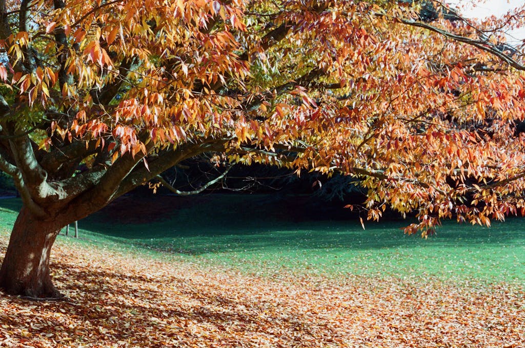 CineStill 800T - 120 Film - Analogue Wonderland