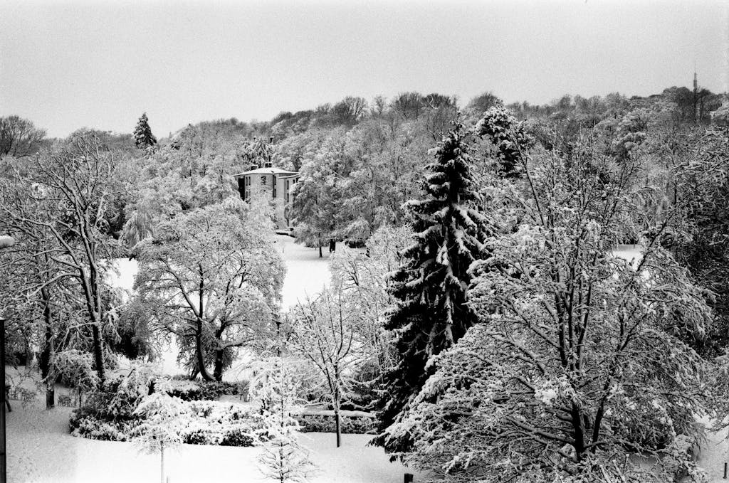 Rollei Infrared - 35mm Film - Analogue Wonderland