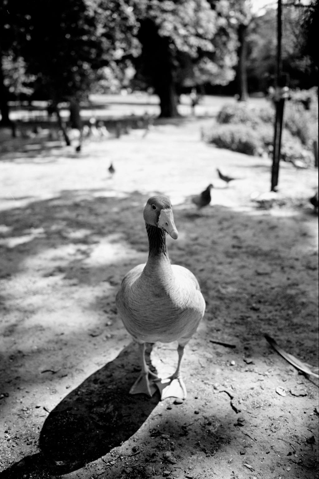 Ilford FP4 Plus - 120 Film - Analogue Wonderland