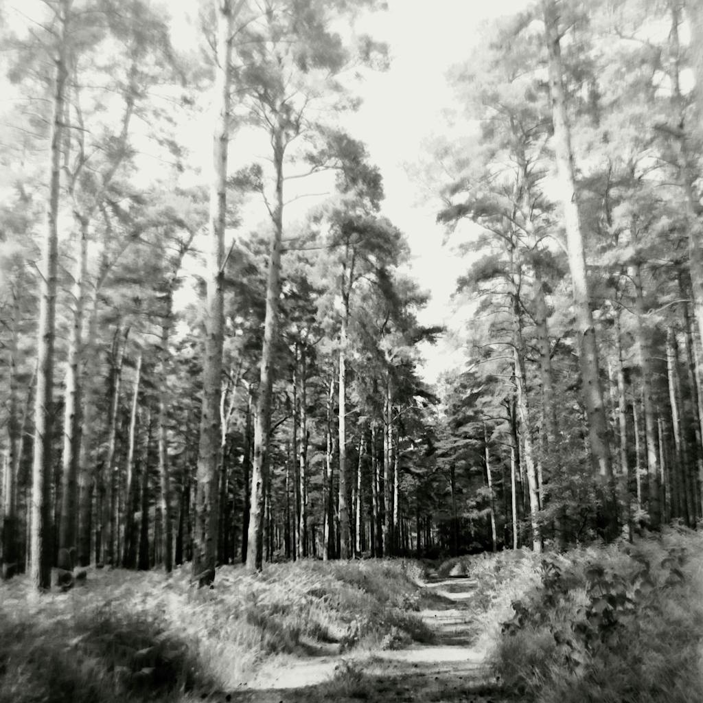 Rollei Superpan 200 - 120 Film - Analogue Wonderland