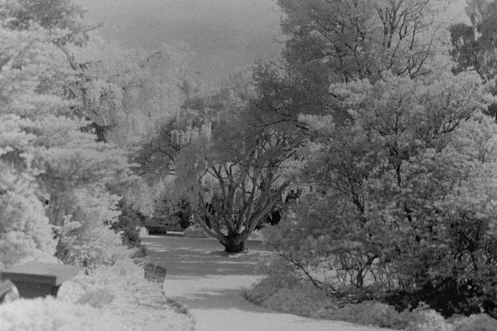Rollei Infrared - 35mm Film - Analogue Wonderland