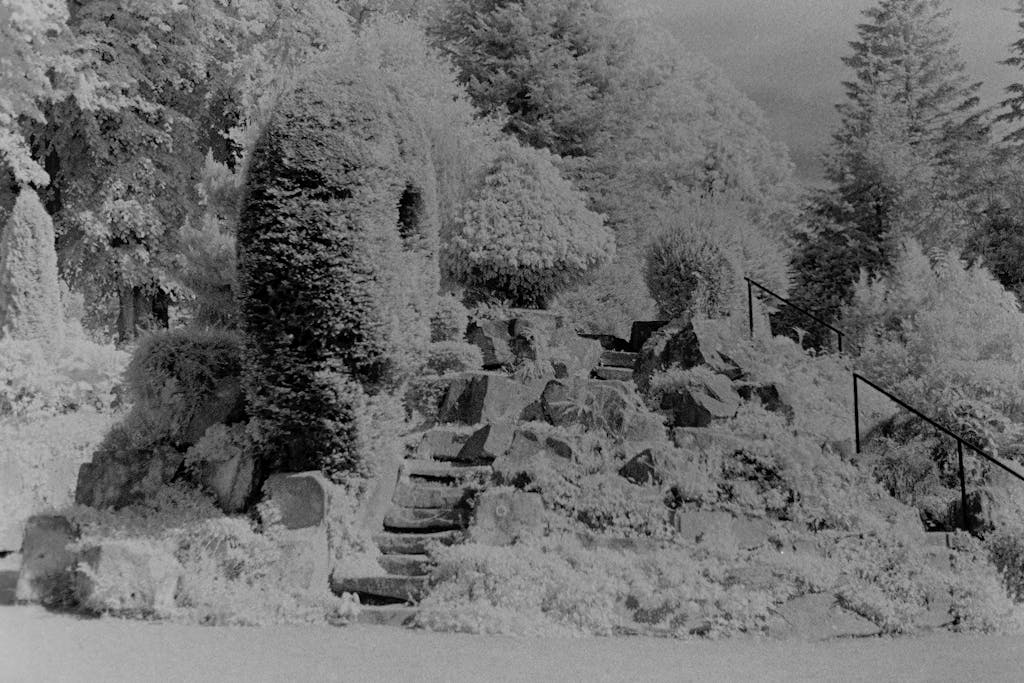 Rollei Infrared - 35mm Film - Analogue Wonderland