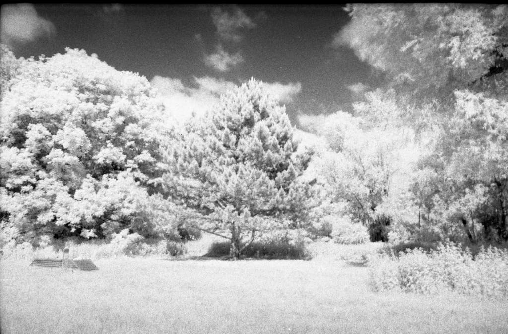 Rollei Infrared - 35mm Film - Analogue Wonderland