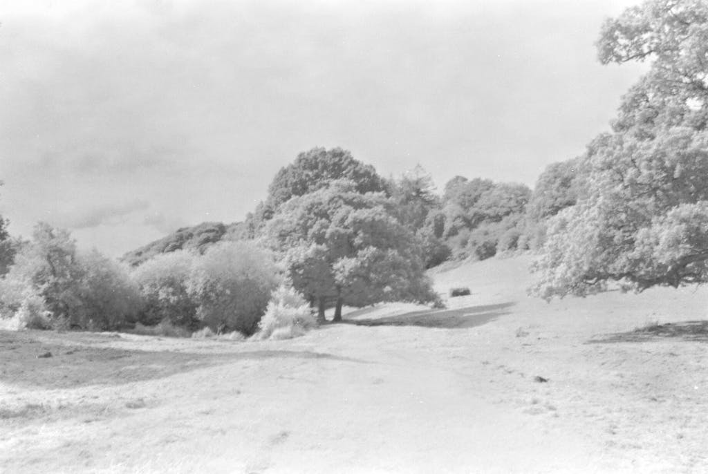 Rollei Infrared - 35mm Film - Analogue Wonderland