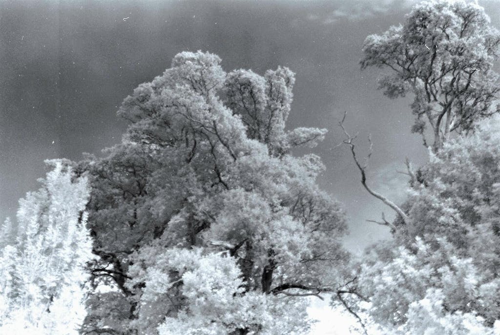 Rollei Infrared - 35mm Film - Analogue Wonderland