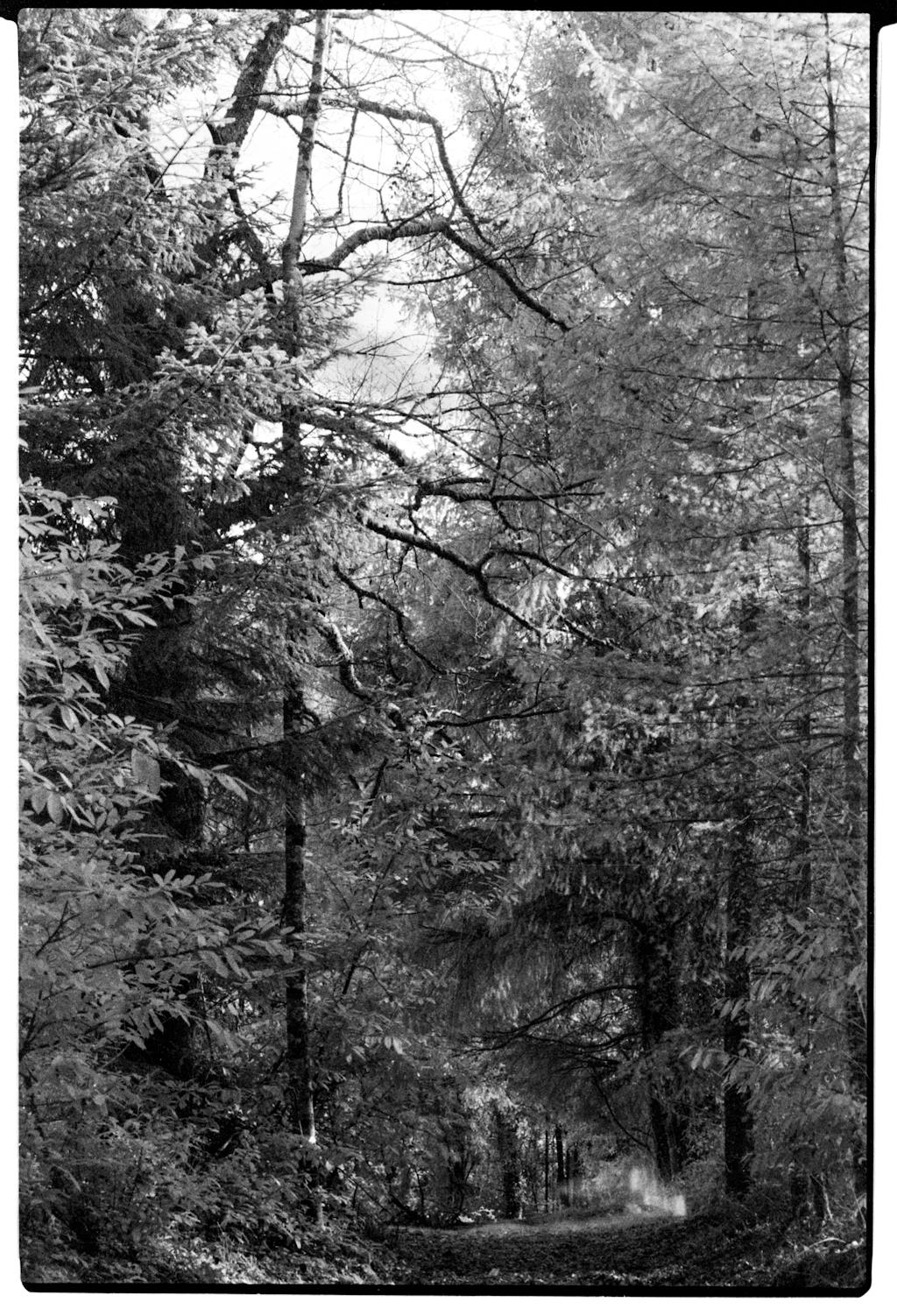 Rollei Infrared - 35mm Film - Analogue Wonderland