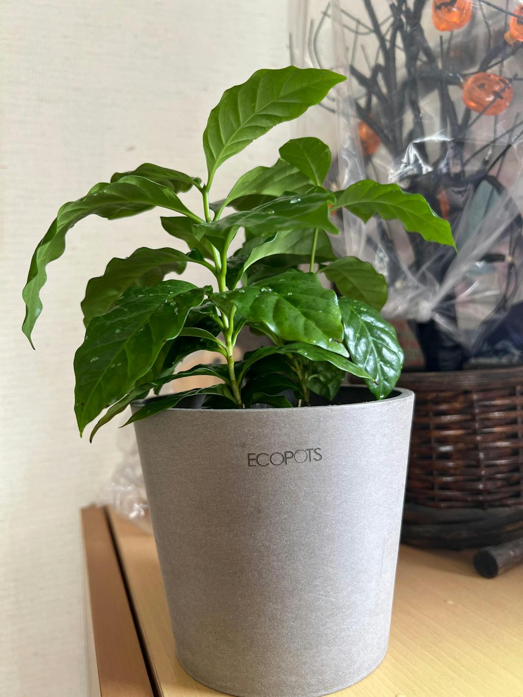 コーヒーの木 Table-M | 観葉植物の通販 AND PLANTS (アンドプランツ)