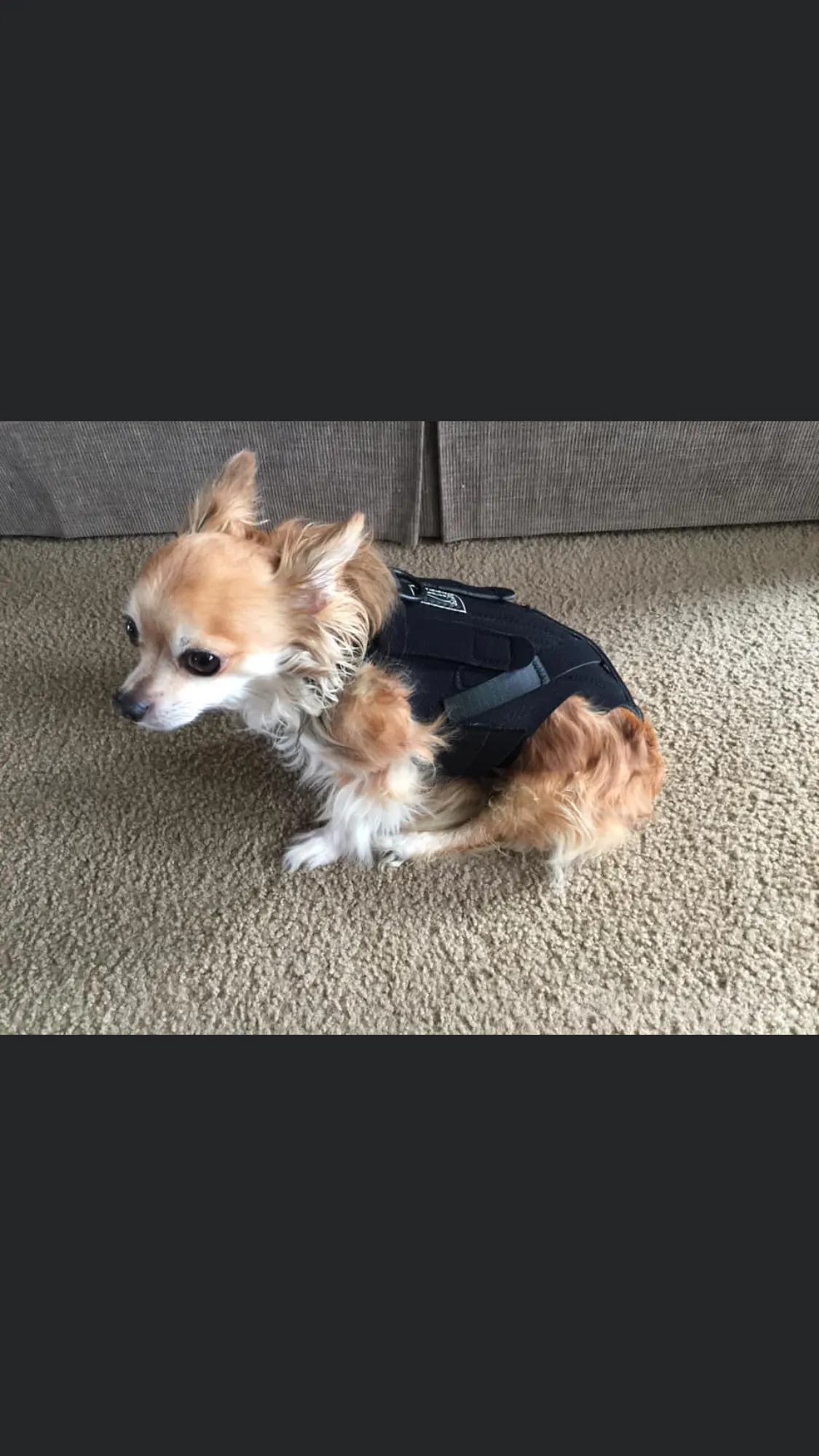 L’il Back Bracer | Dog Back Brace for Small Breeds | IVDD | Arthritis ...