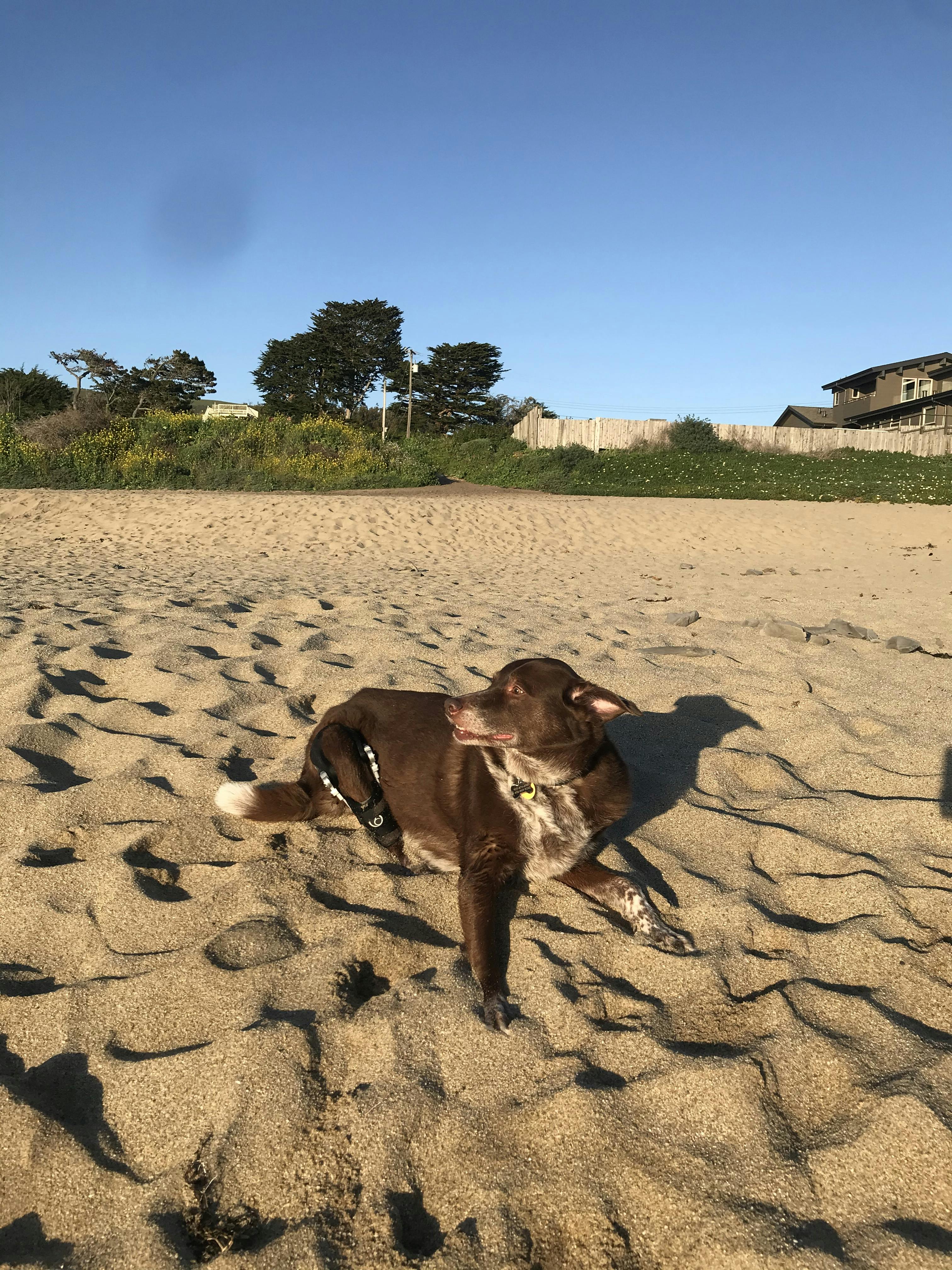 Animal Ortho Care | Dog Knee Leg Brace | Stifle | CCL | ACL