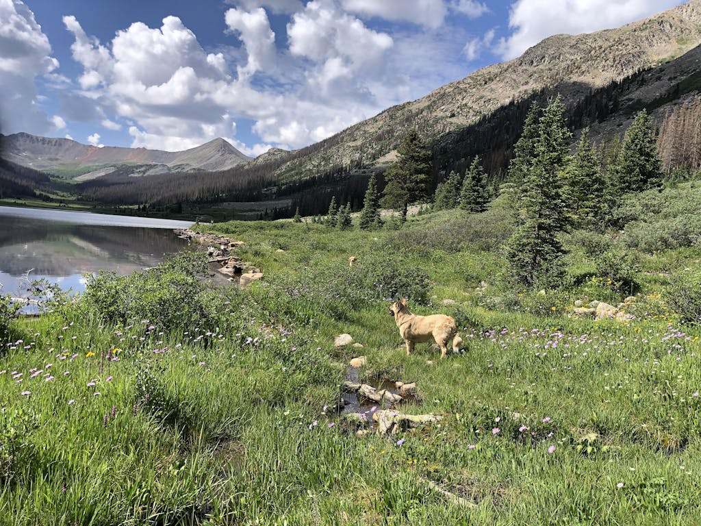 EMbed Relief System - Blanket with EM Technology | Pet Pain Relief ...