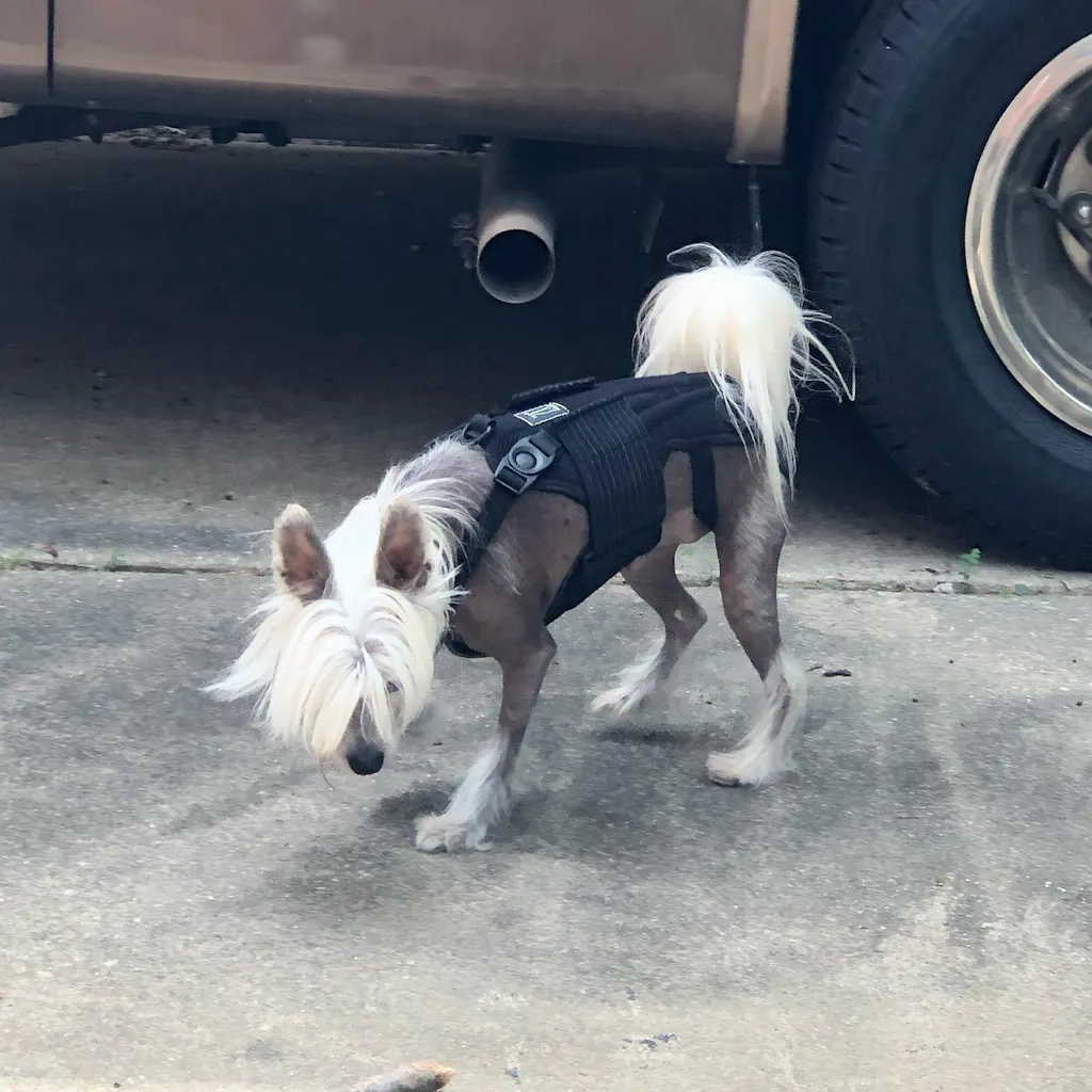 Haute L'il Back Bracer - Animal Ortho Care