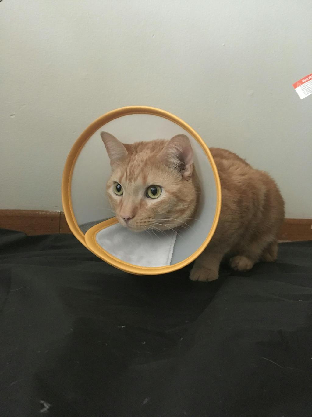 Animal Ortho Care Pet Cone - E-Collar | Dog Cone | Recovery Cone