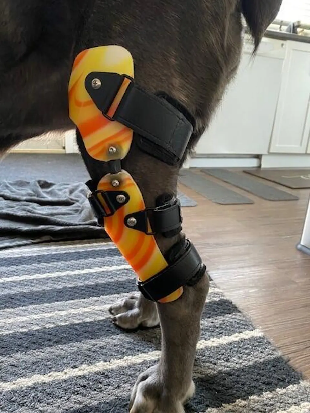 8 of Our Best Tips For Summer Travel With Pets - Lil Back Bracer
