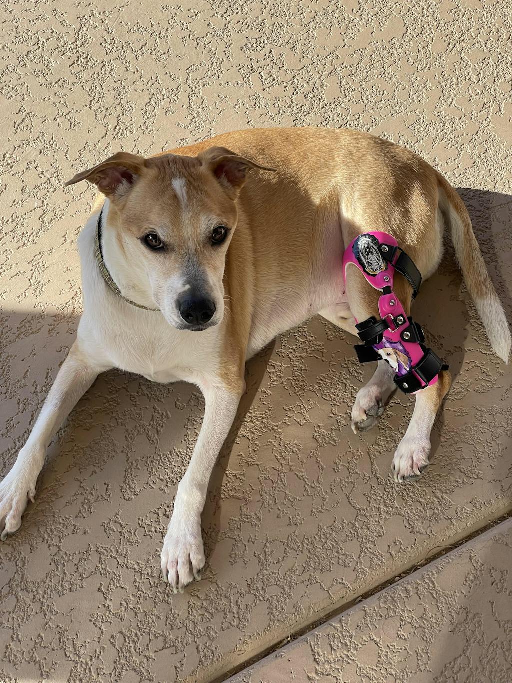 EXPEDITED FABRICATION - CUSTOM DOG KNEE BRACE - Animal Ortho Care