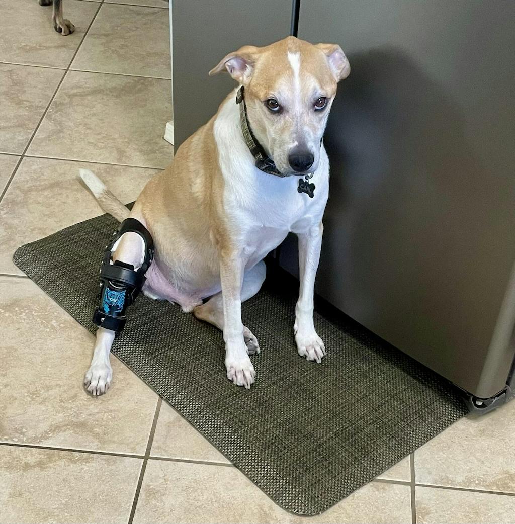 EXPEDITED FABRICATION - CUSTOM DOG BRACE - Animal Ortho Care