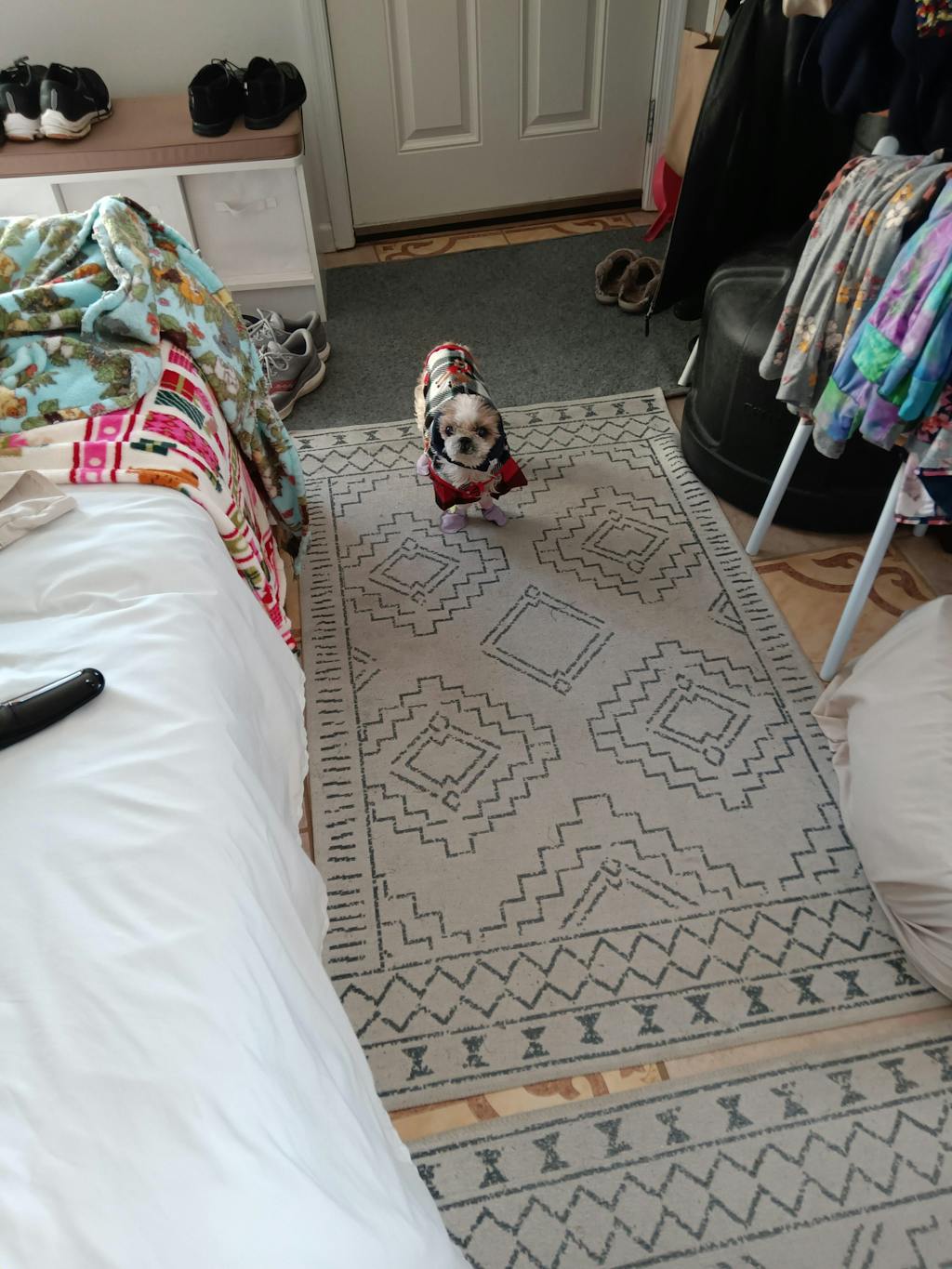 Pill Putty for Cats and Dogs – AnimalBiome