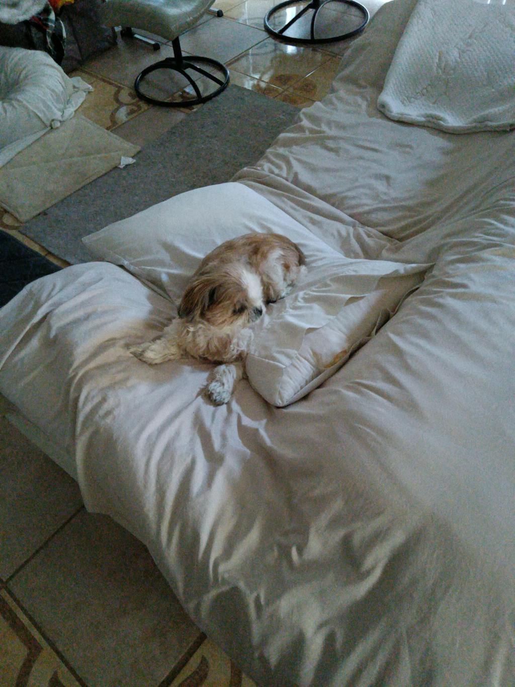 Pill Putty for Cats and Dogs – AnimalBiome