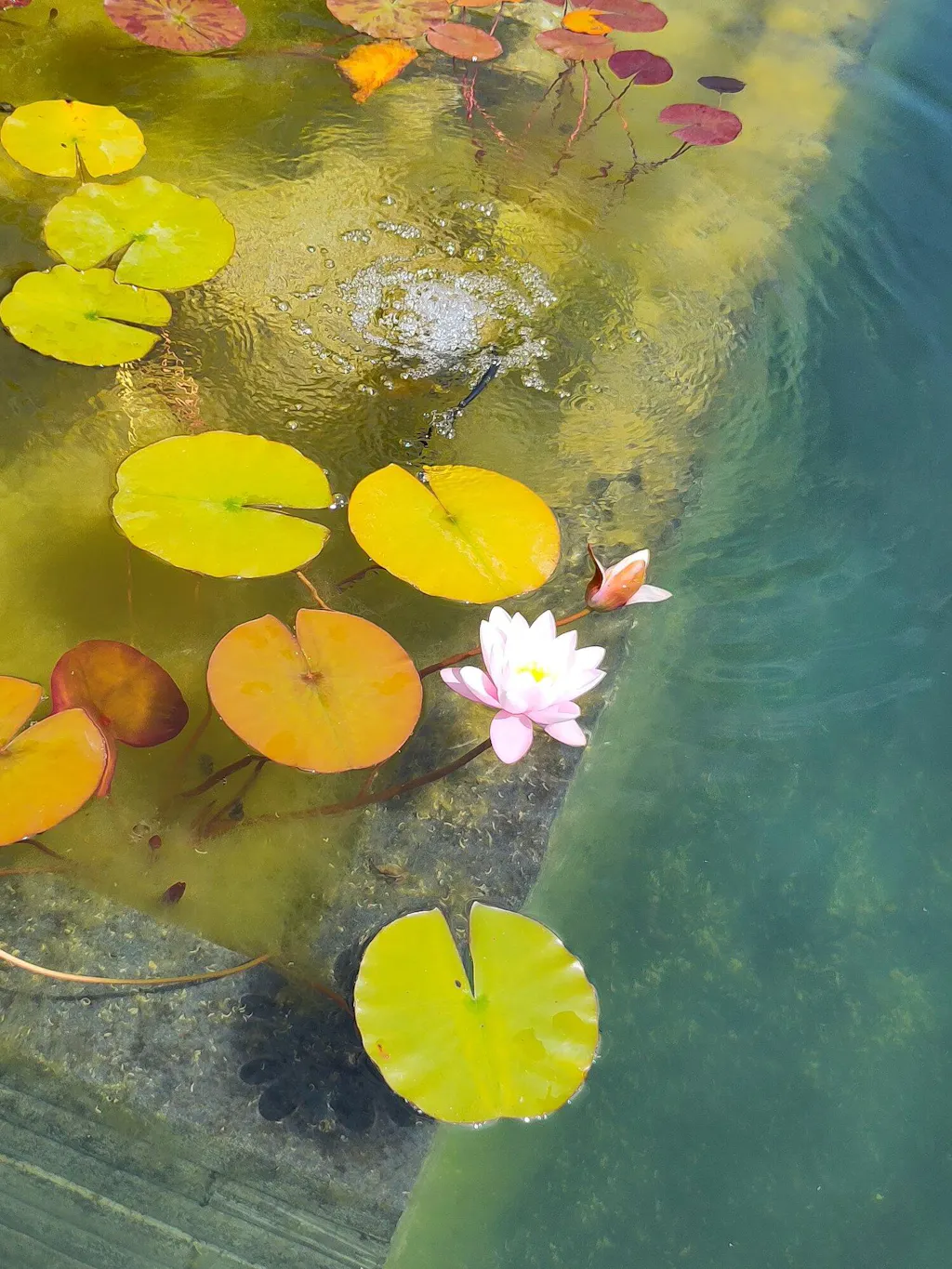 A1 Pond Paint | Fish Friendly Paint | Waterproof Paint for Ponds | Antel