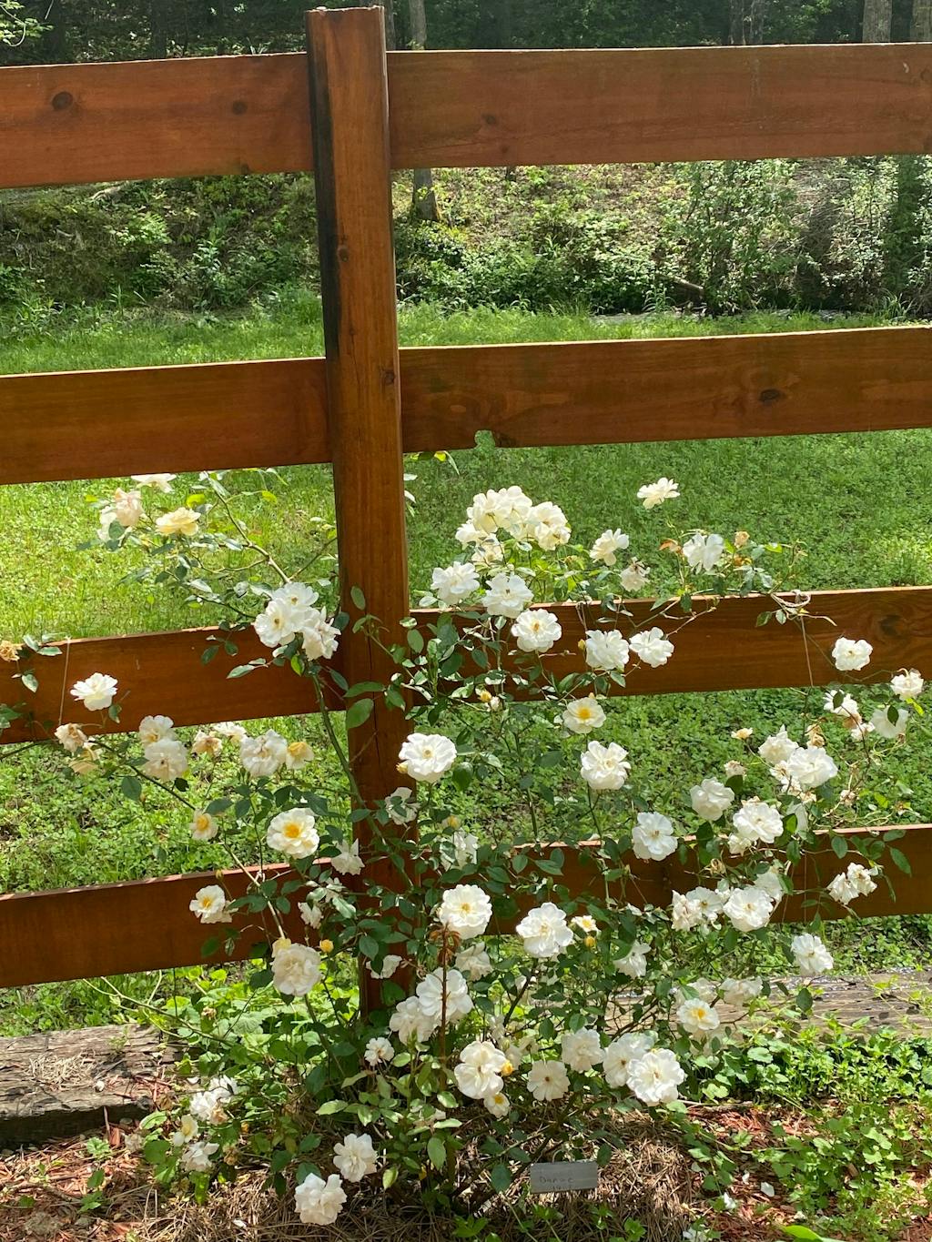 Danae – Antique Rose Emporium