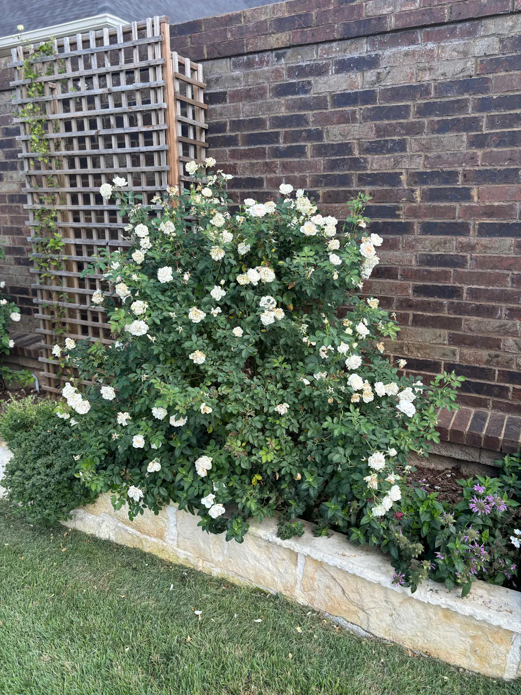Icecap™ – Antique Rose Emporium