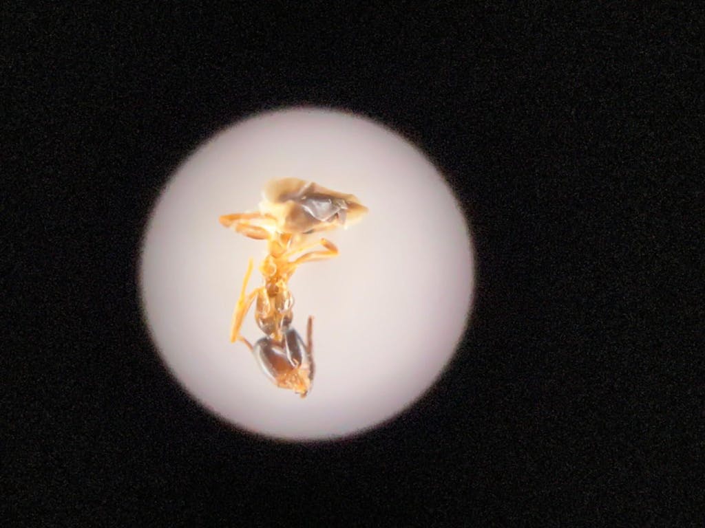 PhoneMicro 5 Smartphone Microscope - Apexel