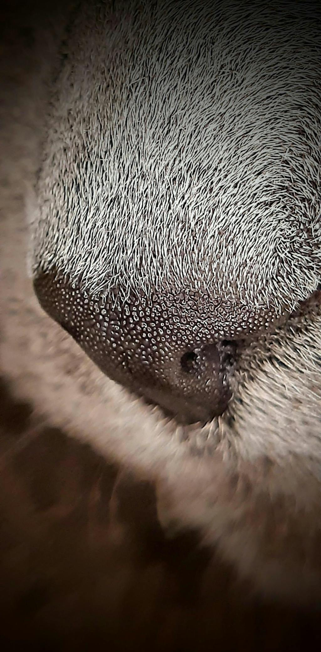 Apexel ZoomMacro Macro Lens for Phone – APEXEL