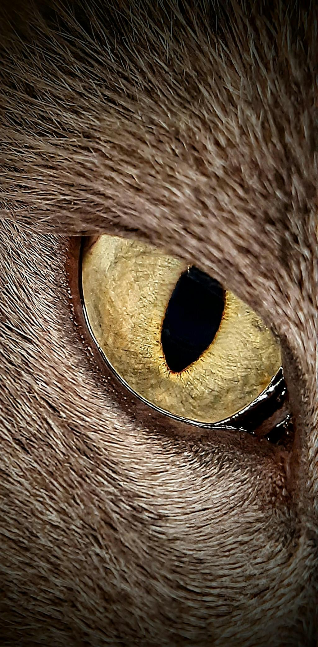 Apexel ZoomMacro Macro Lens for Phone – APEXEL