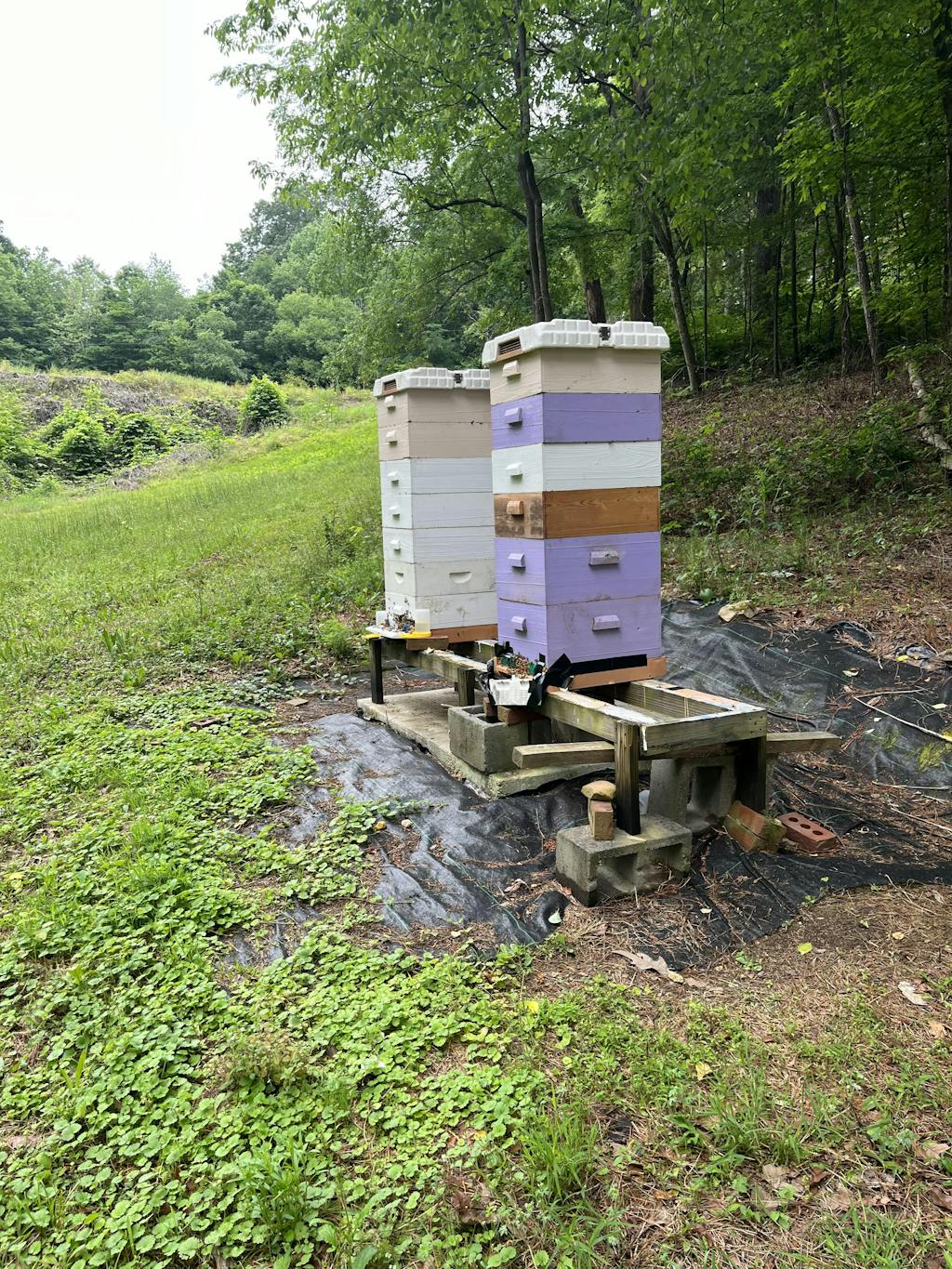 10 Frame Screen Bottom Board With Bottom Tray & Pollen Trap – Apimaye USA