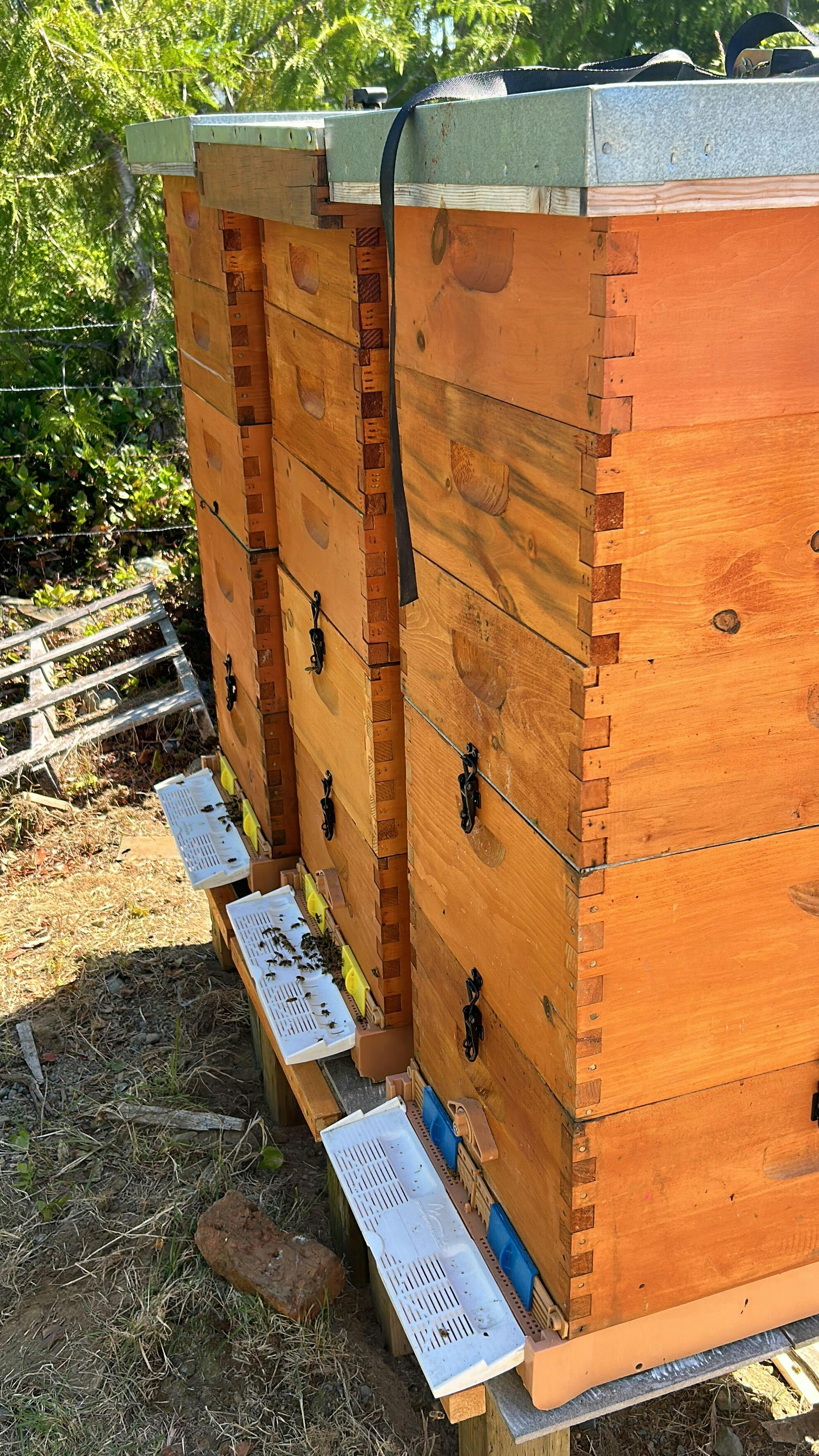 10 Frame Screen Bottom Board With Bottom Tray & Pollen Trap – Apimaye USA