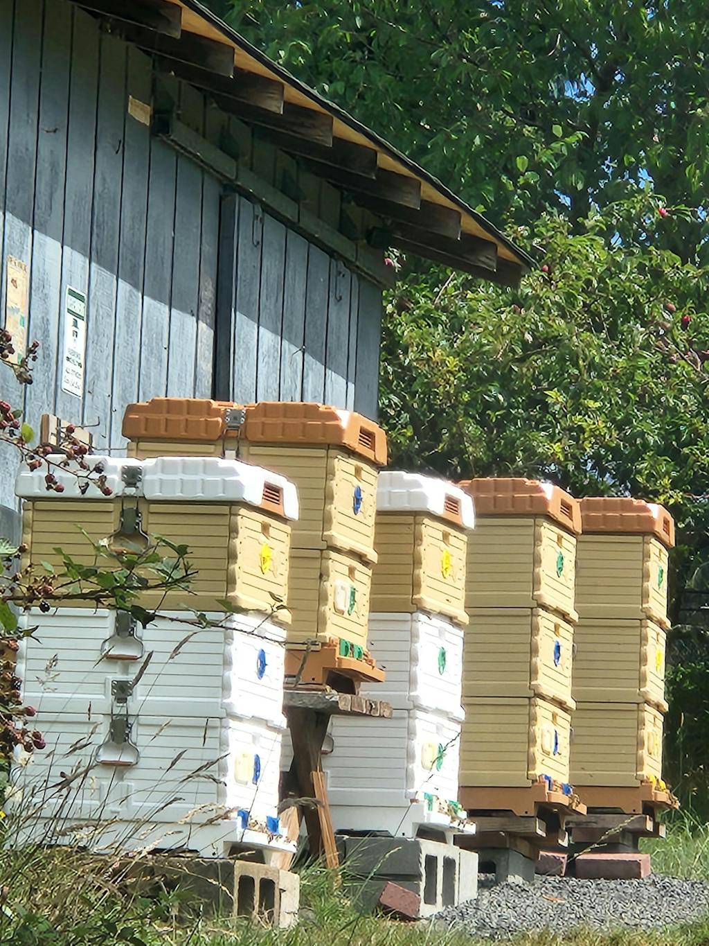 Ergo PLUS Double Brood Box Beehive Set – Apimaye USA