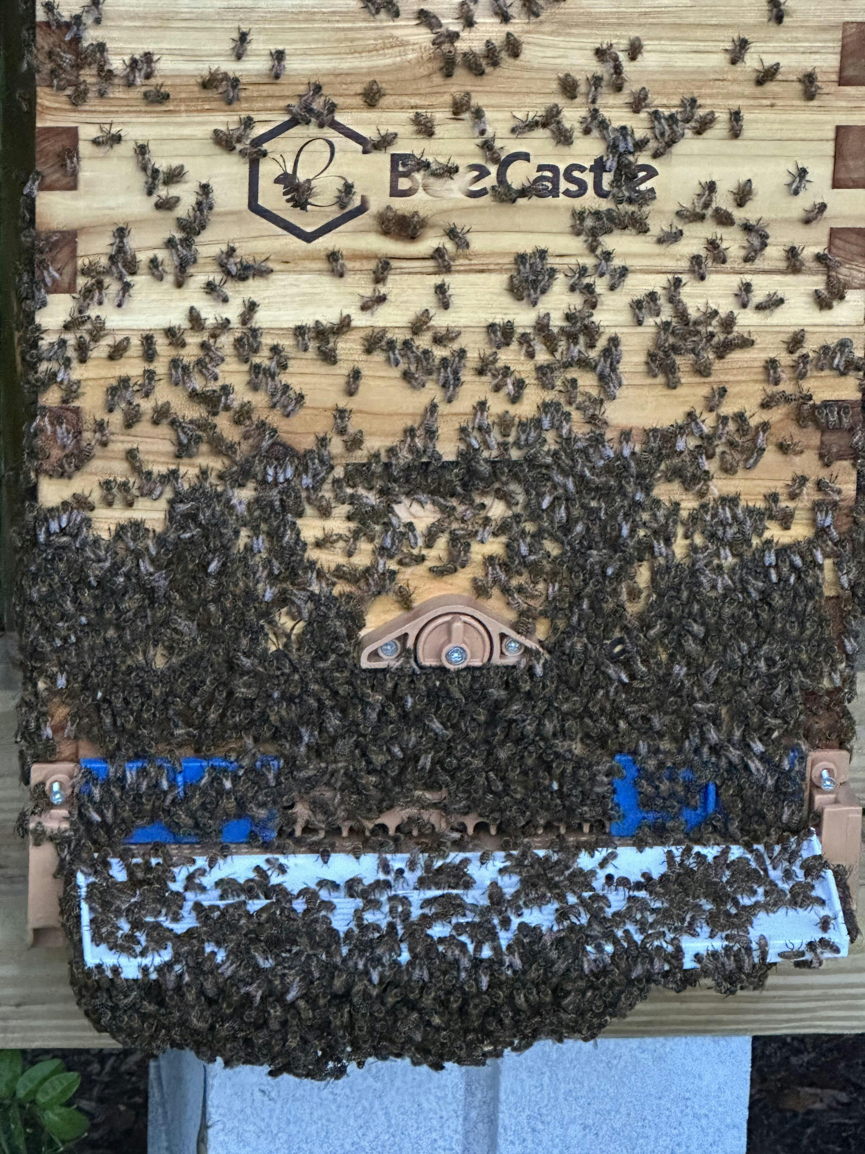 10 Frame Screen Bottom Board With Bottom Tray & Pollen Trap – Apimaye USA