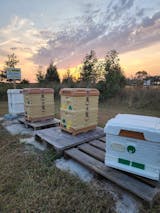 Ergo PLUS Double Brood Box Beehive Set – Apimaye USA