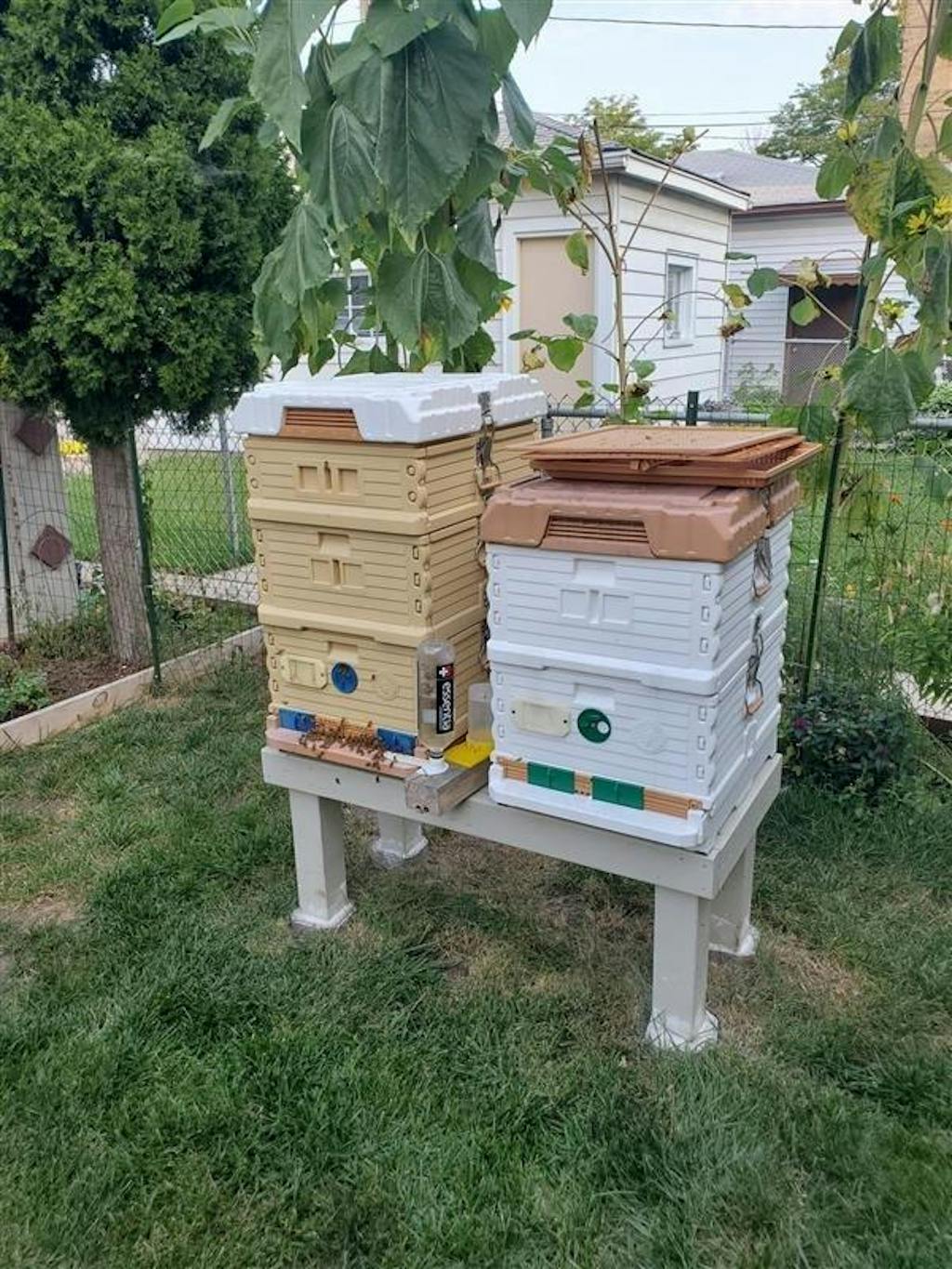 Ergo Insulated Double Brood Box Beehive Set – Apimaye USA