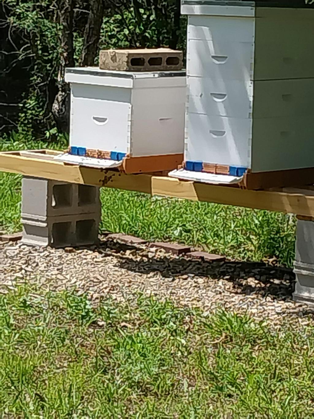 10 Frame Screen Bottom Board With Bottom Tray & Pollen Trap – Apimaye USA