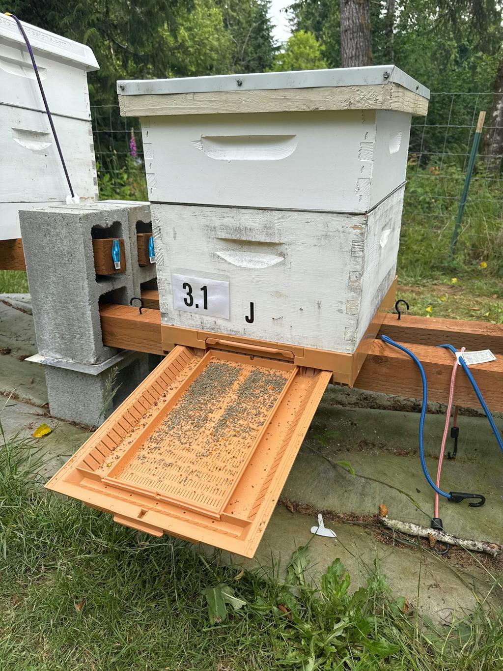 10 Frame Screen Bottom Board With Bottom Tray & Pollen Trap – Apimaye USA