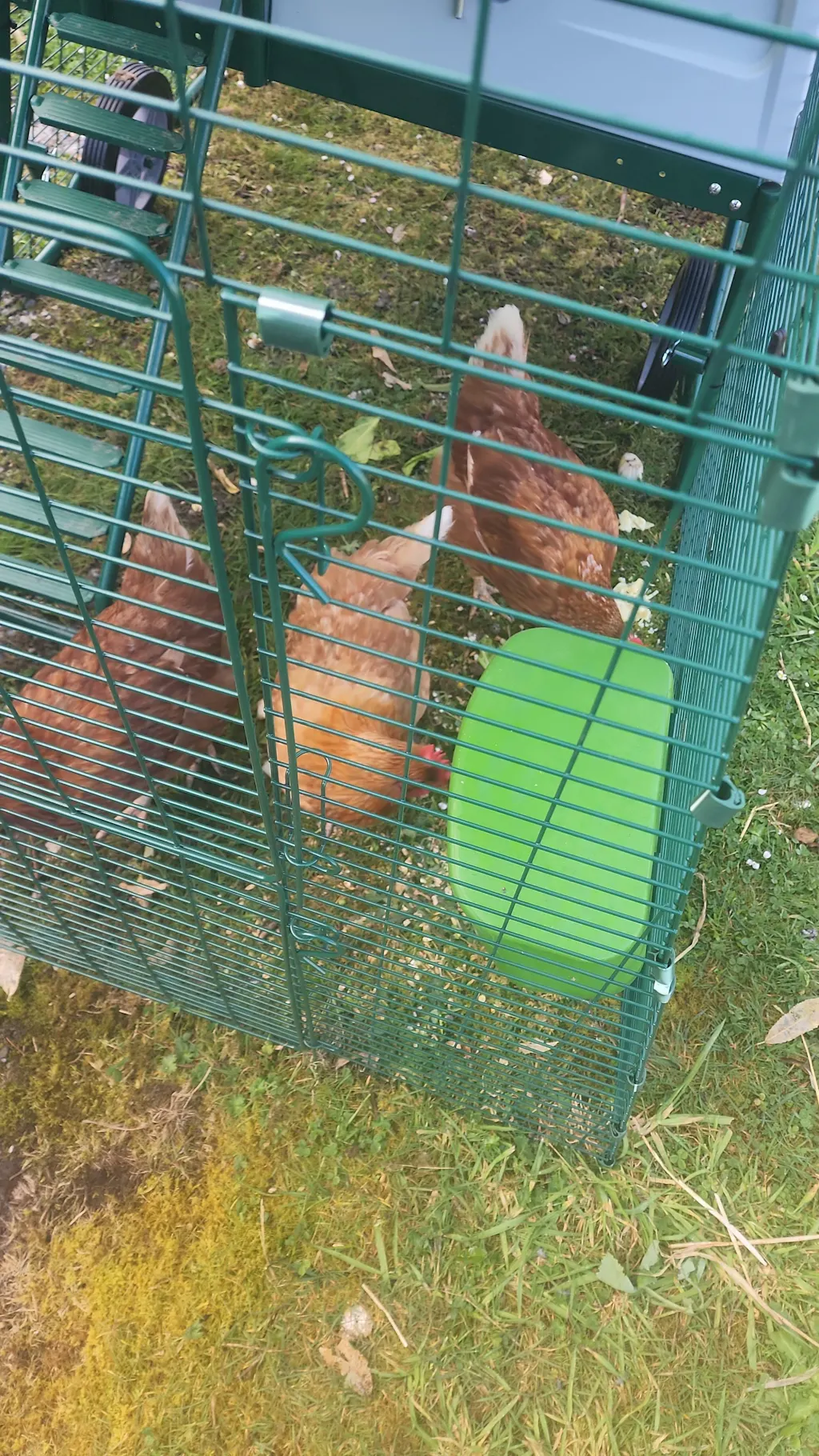 Omlet Eglu Cube Large Chicken Coop – Appletons