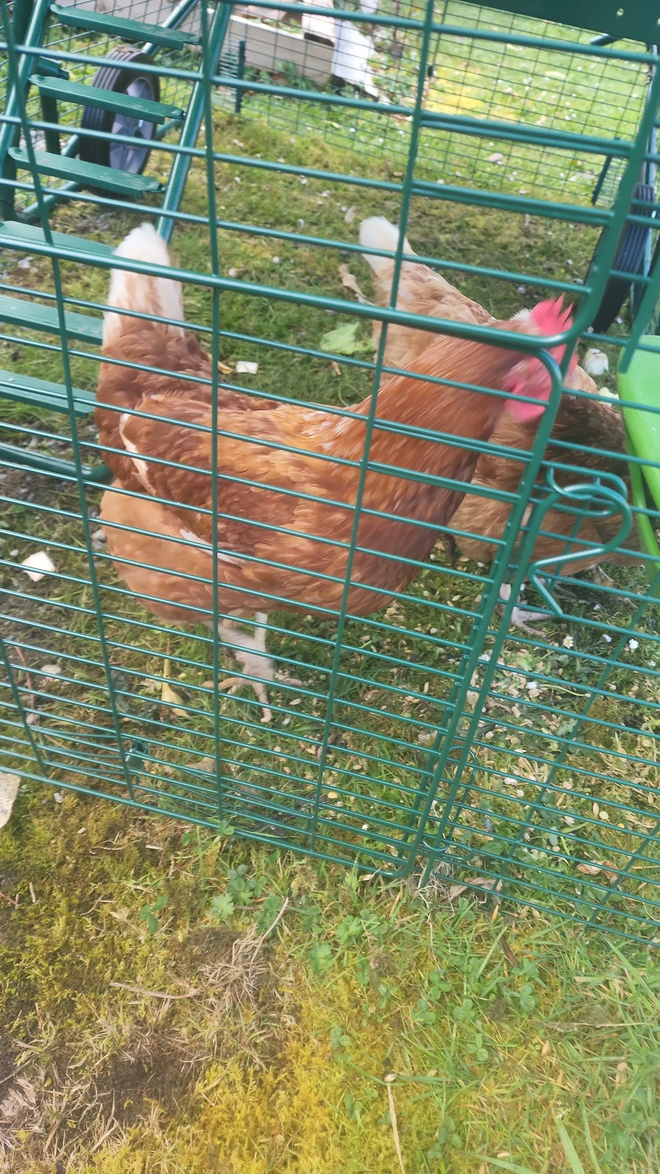 Omlet Eglu Cube Large Chicken Coop – Appletons
