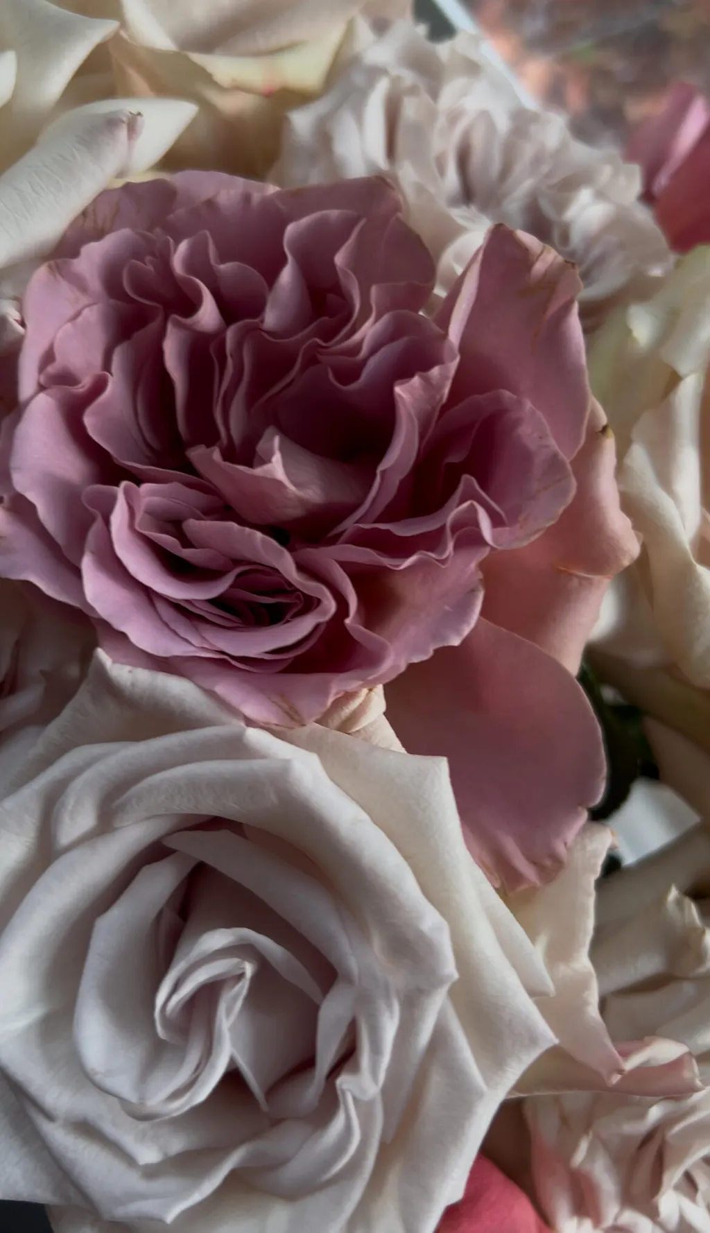 Quicksand® Pastel Pink & Soft Lavendar Rose | April & Ashley