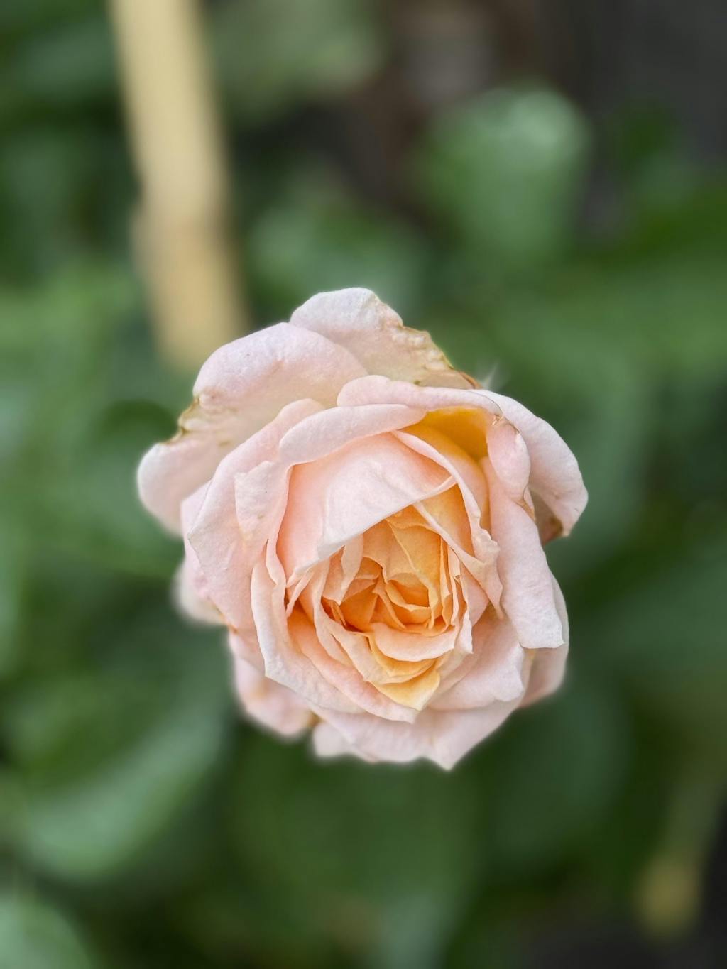 Georgia Peach™ Soft White & Peach Rose | April & Ashley