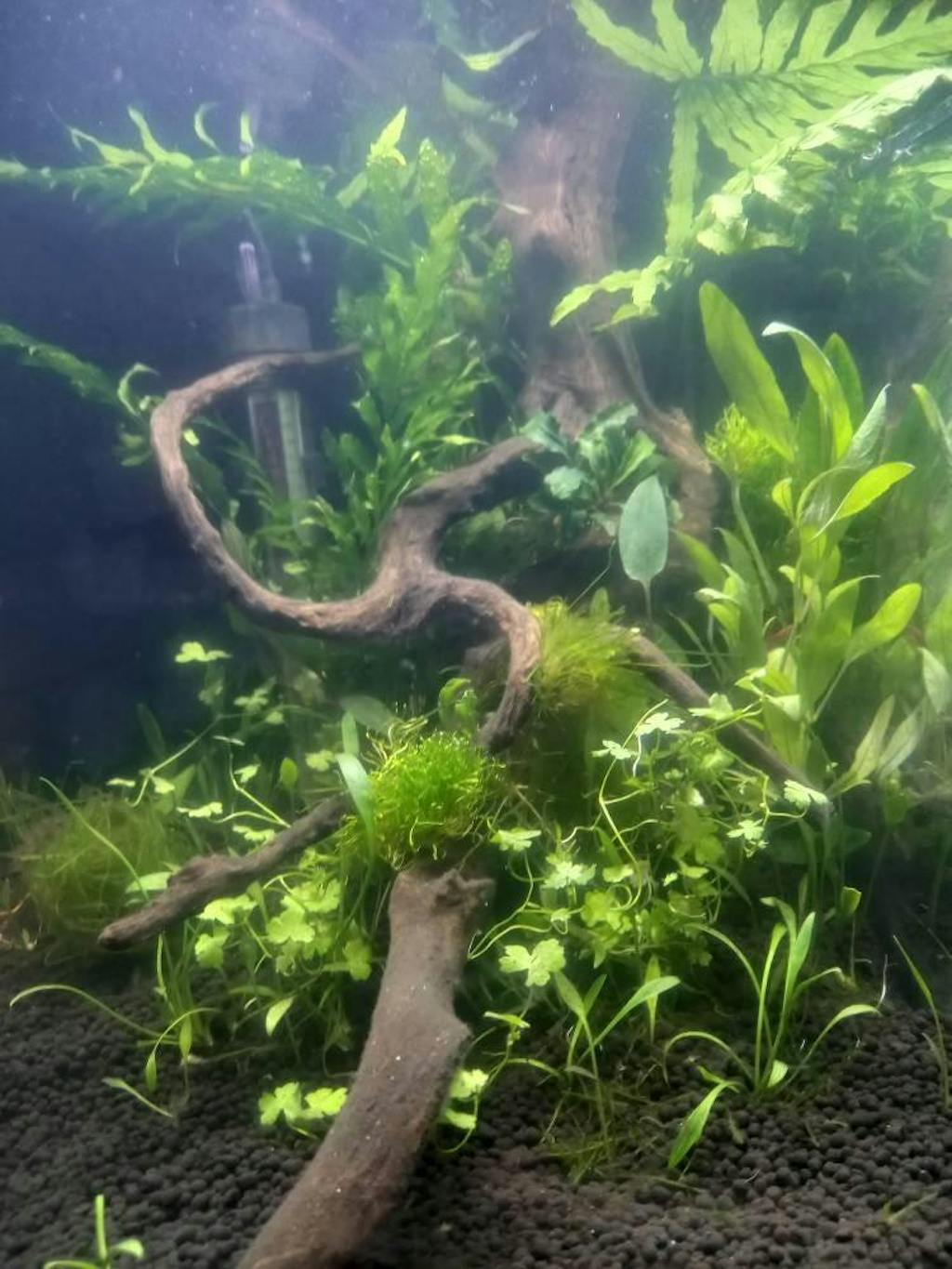 Aqua Essentials - Aquarium Plants | The Home of The Planted Aquarium