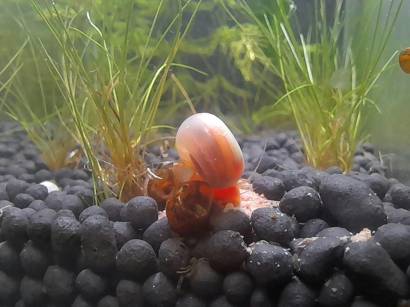 Pink Ramshorn Snail Tank Cleaners For Sale